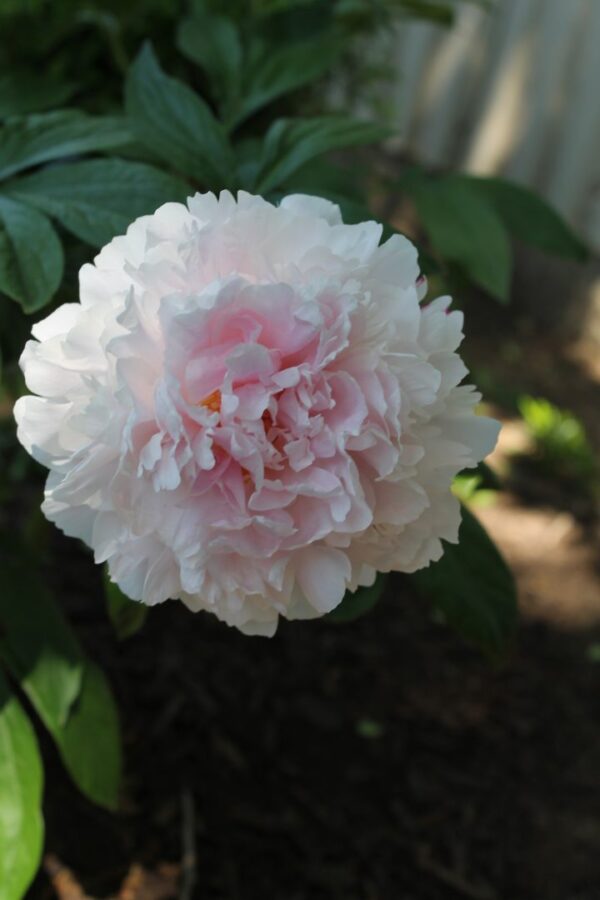You Can Grow Peonies in Texas - Decor To Adore