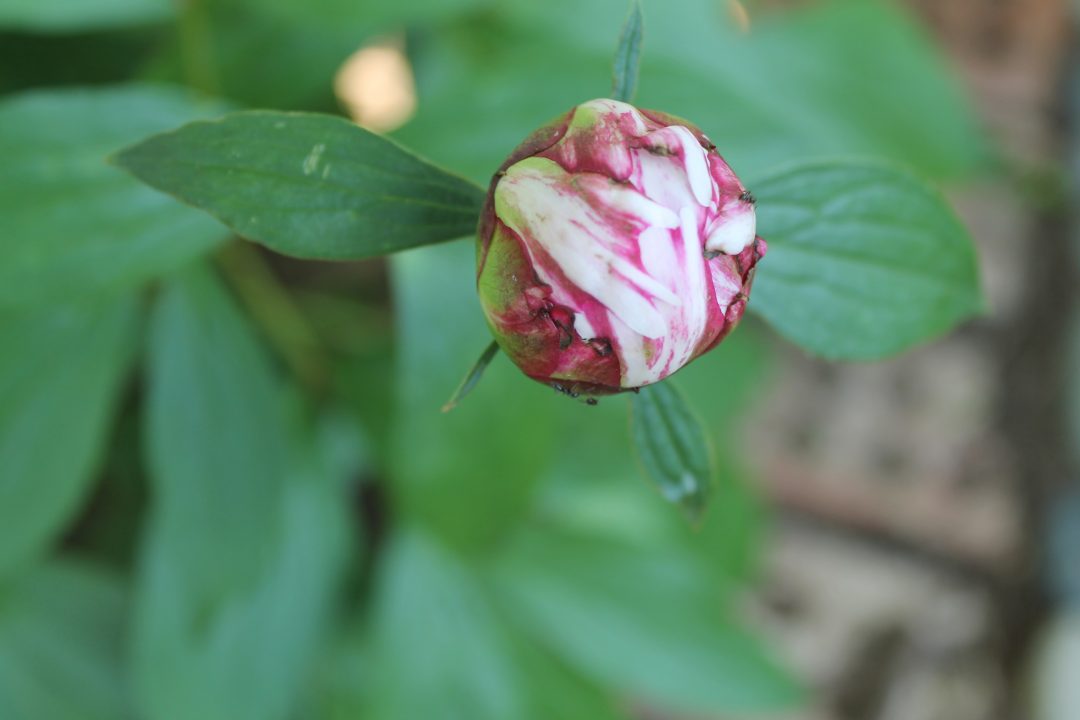 You Can Grow Peonies in Texas - Decor To Adore