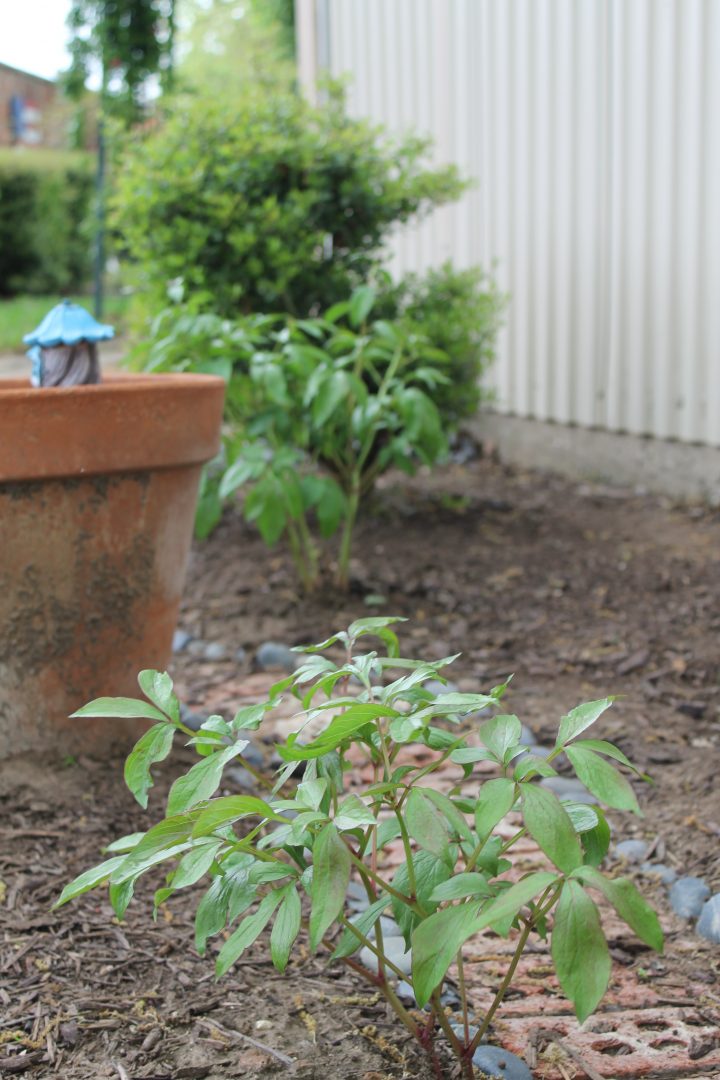 You Can Grow Peonies in Texas - Decor To Adore